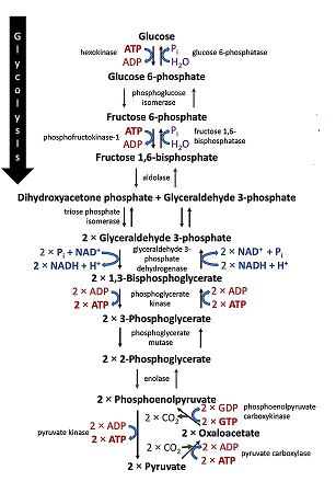Pyruvate in Cellular Respiration | Overview & Role - Lesson | Study.com