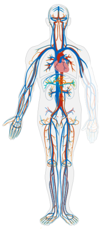 Baroreceptors Overview, Function & Location - Lesson | Study.com