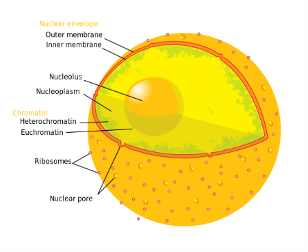 Division of the Cell Nucleus | Steps & Processes | Study.com