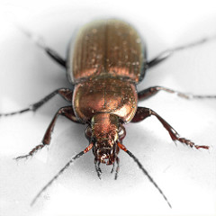 Beetle Lesson for Kids: Facts & Life Cycle | Study.com