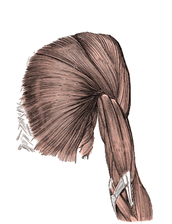 Deltoid Muscles | Definition, Location & Function | Study.com