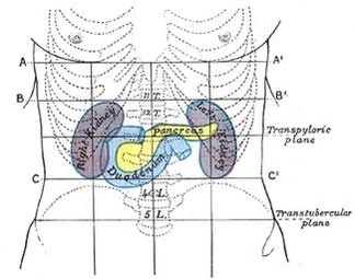 Pancreas | Location, Function & Anatomy | Study.com