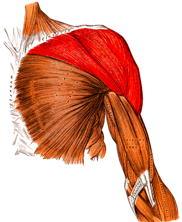 Deltoid Muscles | Definition, Location & Function | Study.com