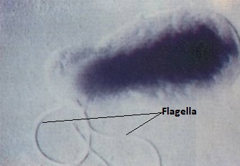 Bartonella: Life Cycle, Virulence Factors & Serology | Study.com