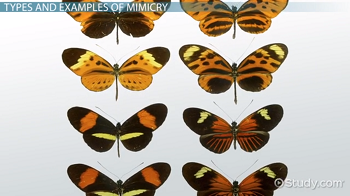 Mimicry in Animals | Definition, Types & Examples - Lesson | Study.com