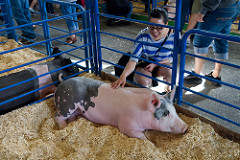 County Fair Quotes in Charlotte's Web | Study.com