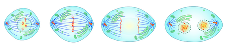 Synapsis in Meiosis & Mitosis | Definition, Occurrence & Process ...