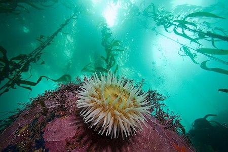 Protists | Types, Characteristics & Examples - Lesson | Study.com