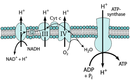 Electron Carriers in Cellular Respiration | Overview & Examples ...