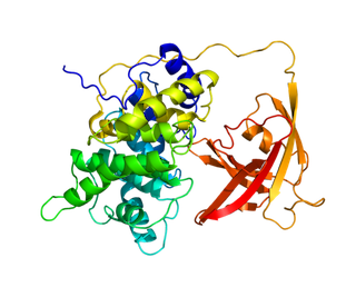 Pernicious Anemia & Intrinsic Factor | Definition & Causes - Lesson ...