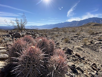 Desert Energy Pyramid | Producers, Consumers & Examples - Lesson ...