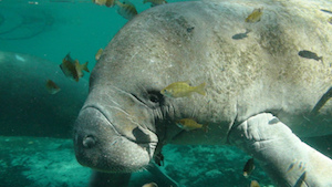 Manatees | Definition, Facts & Habitat | Study.com
