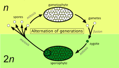 Antheridium Location & Function - Lesson | Study.com