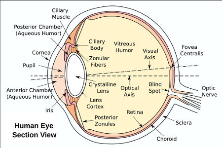 The Relationship Between Light & Vision | Study.com