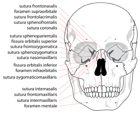 Joints: Structure, Function & Classification | Study.com