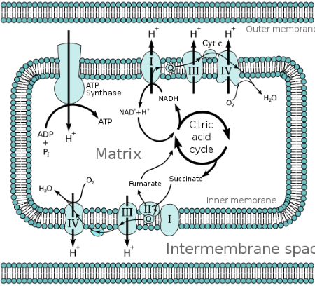Respiration | Equation, Steps & Types - Lesson | Study.com