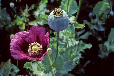 Ethnopharmacology Definition, History & Examples - Lesson | Study.com