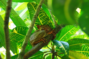 Tarsier Facts: Lesson for Kids | Study.com