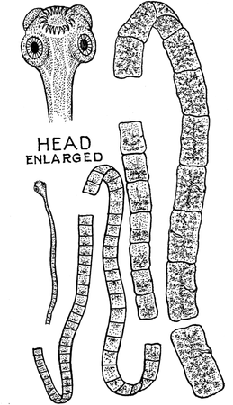 Platyhelminthes | Definition, Characteristics & Examples - Lesson ...