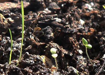 Dicot Definition, Flowers & Examples - Lesson | Study.com