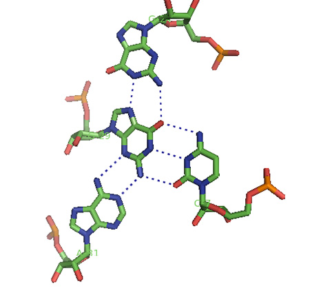 Aptamers: DNA, Peptides & Affirmer | Study.com