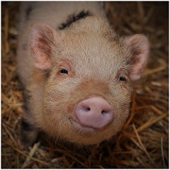 Charlotte's Web Chapter 3 Summary & Analysis | Study.com