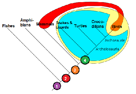 Breaking down the Structure of a Phylogenetic Tree and a Cladogram ...