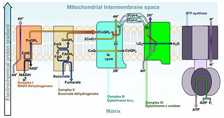 Second Stage of Cellular Respiration | Overview & Location | Study.com