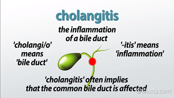 Cholecyst & Chole Medical Terms for the Gallbladder - Lesson | Study.com