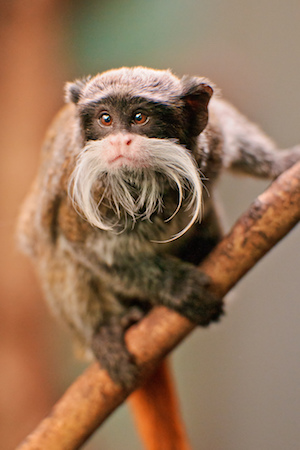 Emperor Tamarin Facts: Lesson for Kids | Study.com