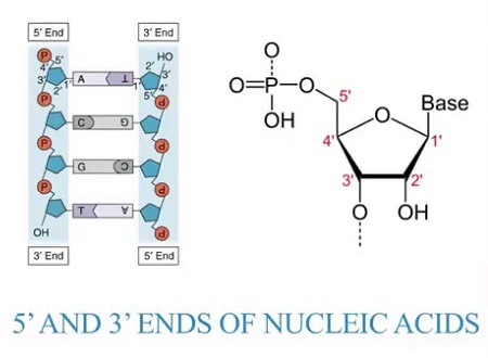 What functional group is at the 5' end of the DNA? | Study.com