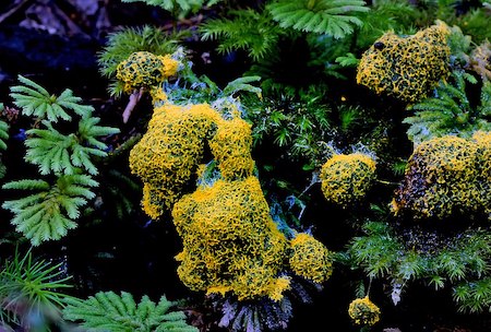 Protists | Types, Characteristics & Examples | Study.com