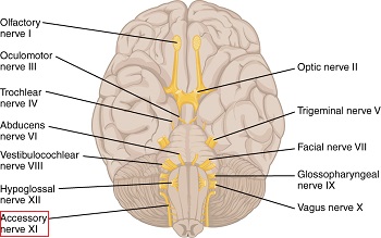 Sternocleidomastoid: Nerve Supply & Trigger Points | Study.com