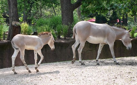 Genus Equus Taxonomy, Members & Characteristics | Study.com