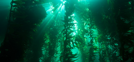 Protist | Characteristics, Structures & Examples - Lesson | Study.com