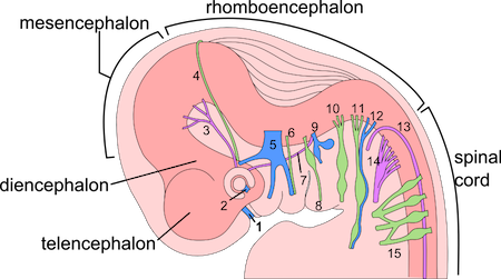 Fetal Stage | Definition, Growth & Development - Lesson | Study.com