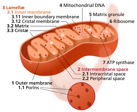 Aerobic Cellular Respiration | Equation, Location & Products - Lesson ...