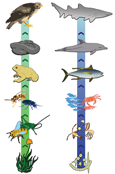 Heterotrophs Lesson for Kids: Definition & Examples | Study.com