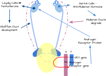 Embryology | Definition & Stages - Lesson | Study.com