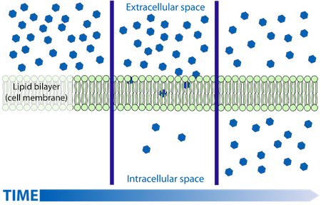 Platyhelminthes Features, Examples & Circulatory System - Lesson ...