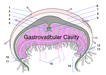 Gastrovascular Cavity | Definition, Function & Structure - Lesson ...