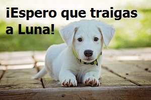 Traer Conjugation: Subjunctive & Future | Study.com