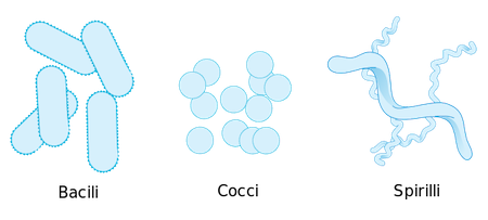 Organic Pathogen Screening and Morphology | Study.com