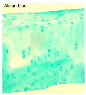 Alizarin Red, Alcian Blue & Alizarine Yellow Staining Protocols | Study.com