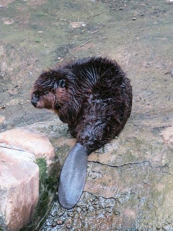 Interdependence of Organisms | Definition, Forms & Examples | Study.com