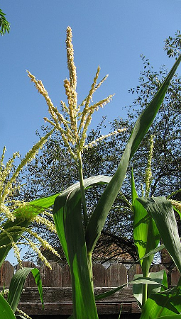 Male & Female Parts of a Flower | Structure & Functions - Lesson ...