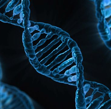 Physical Anthropology | Definition, Branches & Examples - Lesson ...