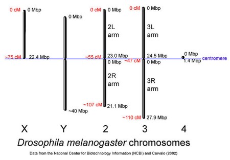 Chromosomal Theory of Inheritance | Overview & Laws - Lesson | Study.com