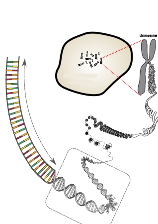 Prokaryotic Cells Definition, Structure & Examples | Study.com