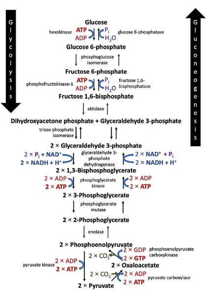 Analyzing how Stimuli can Lead to Inhibition of Pathway Practice ...